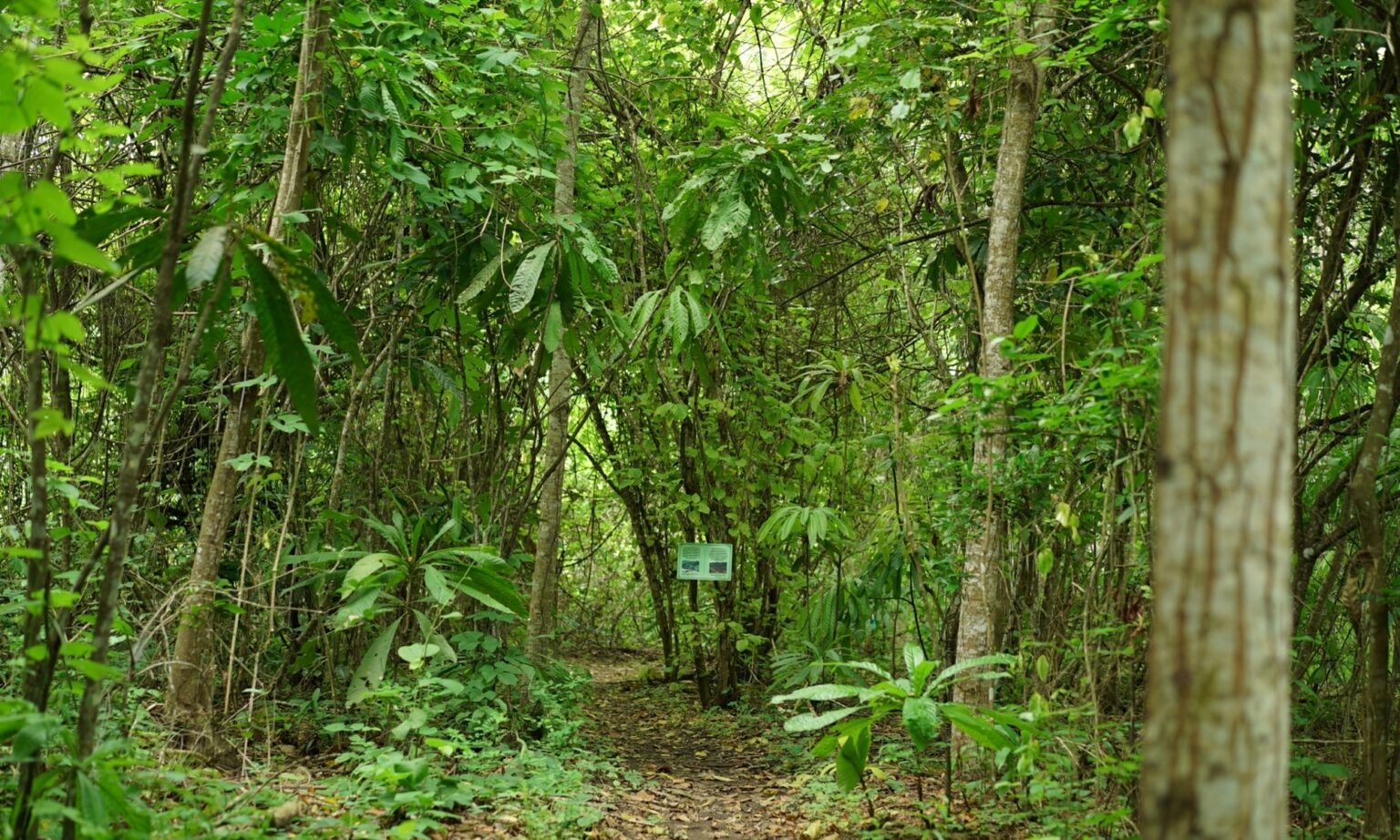 ¿Qué es un Bosque Seco?